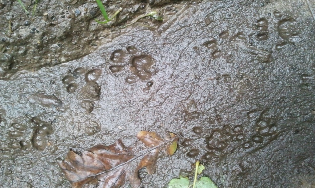 Stoat or Weasel? – Woodland Ways Blog – Bushcraft and Survival