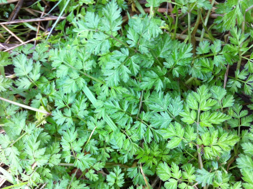 Plant russian roulette? – Woodland Ways Blog – Bushcraft and Survival