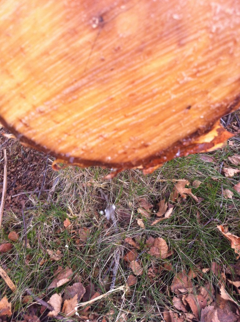 The sap is rising – Woodland Ways Blog – Bushcraft and Survival