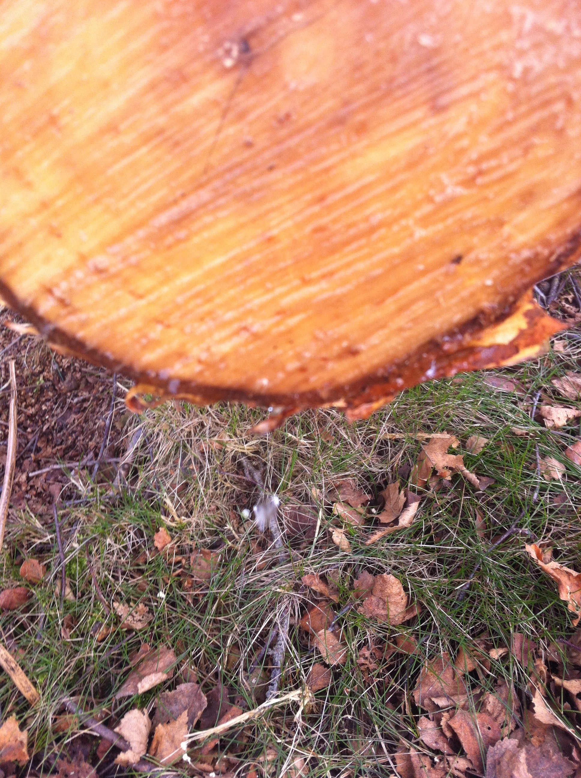 The sap is rising – Woodland Ways Blog – Bushcraft and Survival