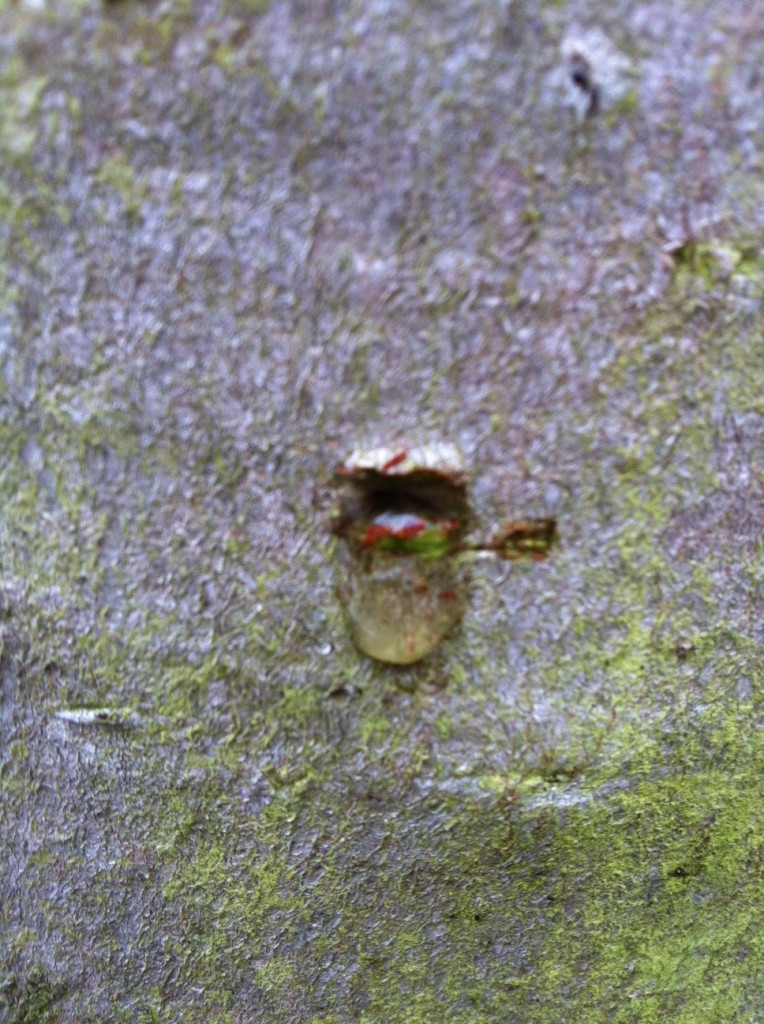 Sycamore tapping – Woodland Ways Blog – Bushcraft and Survival