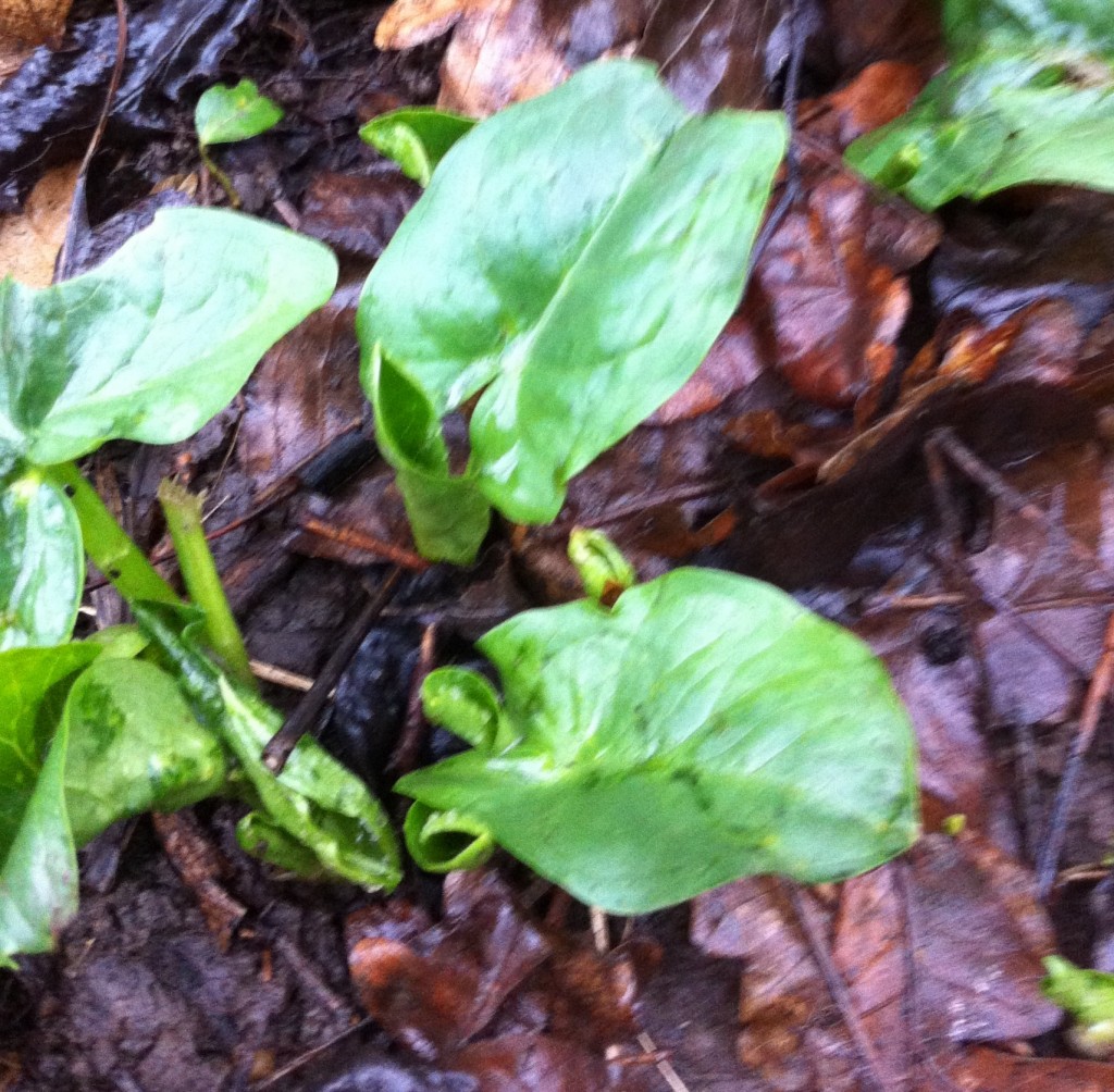 Plant self defense……part 1 – Woodland Ways Blog – Bushcraft and Survival