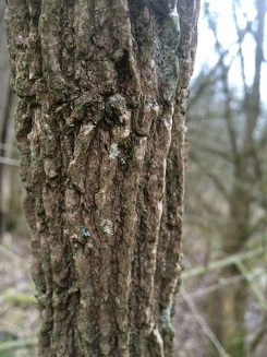 Outer Bark: Its structure and function – Woodland Ways Blog – Bushcraft ...