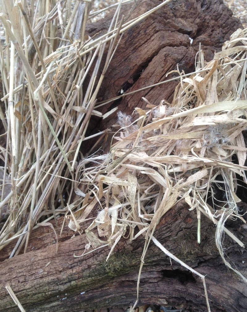 Tinder Bundles – Part 2 – Woodland Ways Blog – Bushcraft and Survival