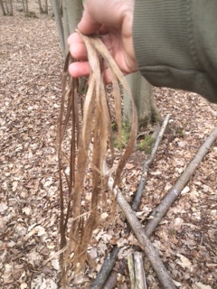 Bast and Basswood – Woodland Ways Blog – Bushcraft and Survival