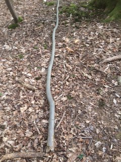 Bast and Basswood – Woodland Ways Blog – Bushcraft and Survival