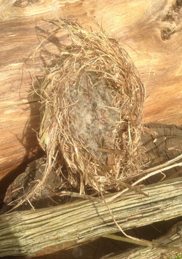 Tinder Bundles: Part 3, Blowing into Flame – Woodland Ways Blog ...