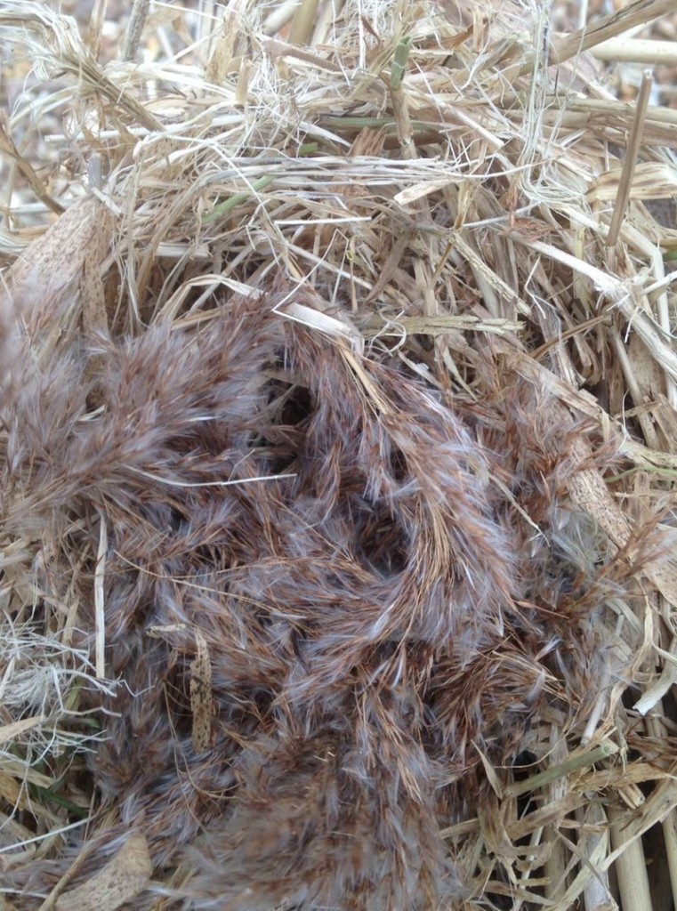 Tinder Bundles: Part 3, Blowing into Flame – Woodland Ways Blog ...