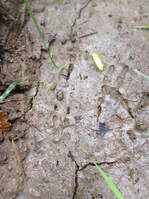 Tracking Tawny Owls – Woodland Ways Blog – Bushcraft and Survival