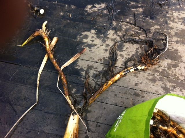 Cattails – Woodland Ways Blog – Bushcraft and Survival