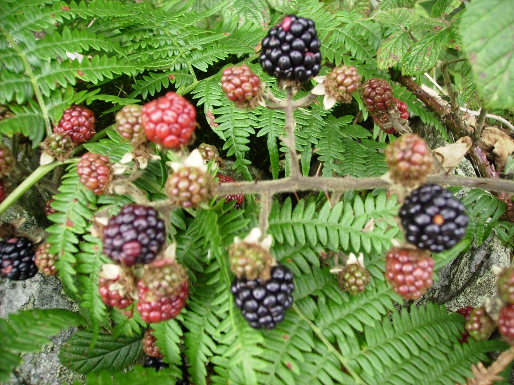 Blackberry – Woodland Ways Blog – Bushcraft and Survival