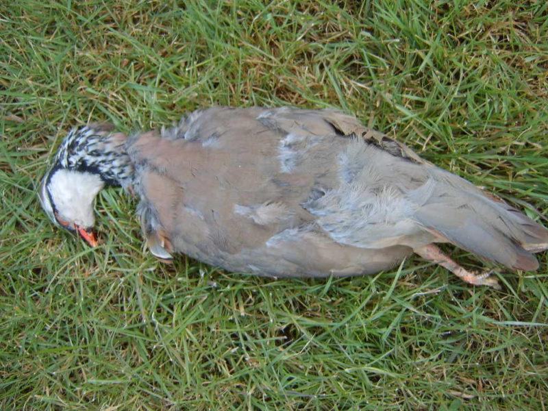 Partridge Recipe – Woodland Ways Blog – Bushcraft and Survival