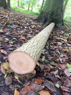 Splitting bow staves. – Woodland Ways Blog – Bushcraft and Survival