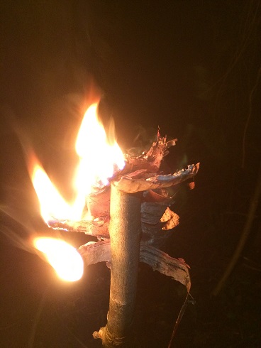 Bushcraft Torches and Lanterns Part 2 – Birch Bark Torches – Woodland ...