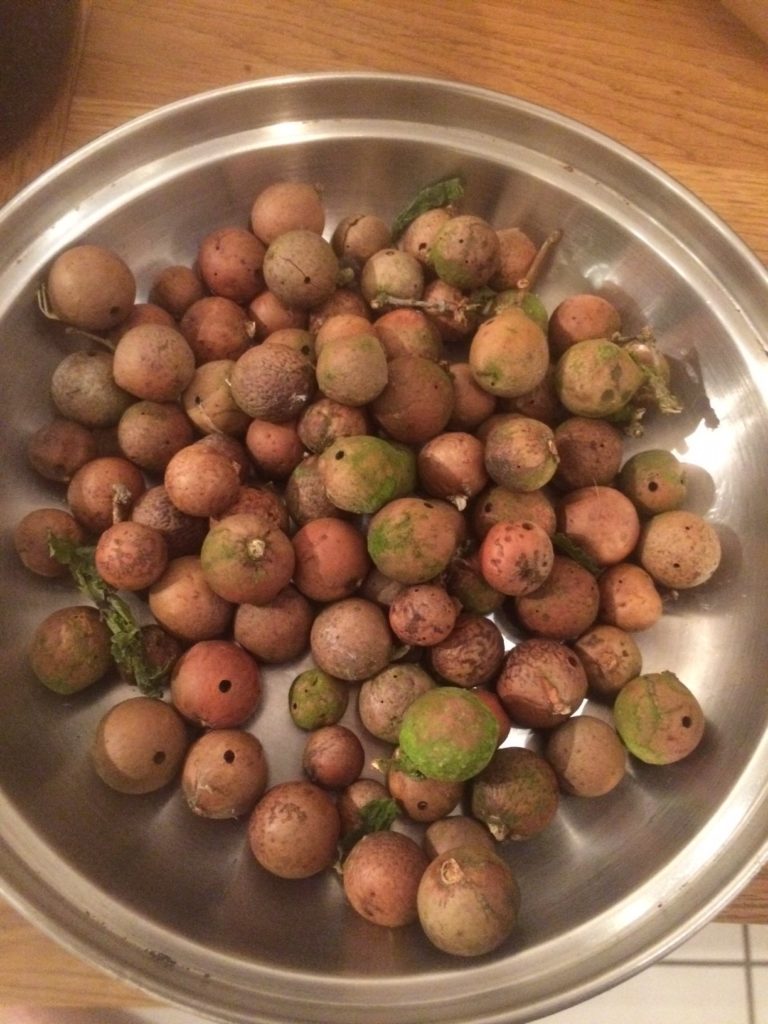 Oak Gall Ink – Woodland Ways Blog – Bushcraft and Survival