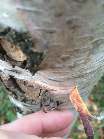 Bushcraft Torches and Lanterns Part 2 – Birch Bark Torches – Woodland ...