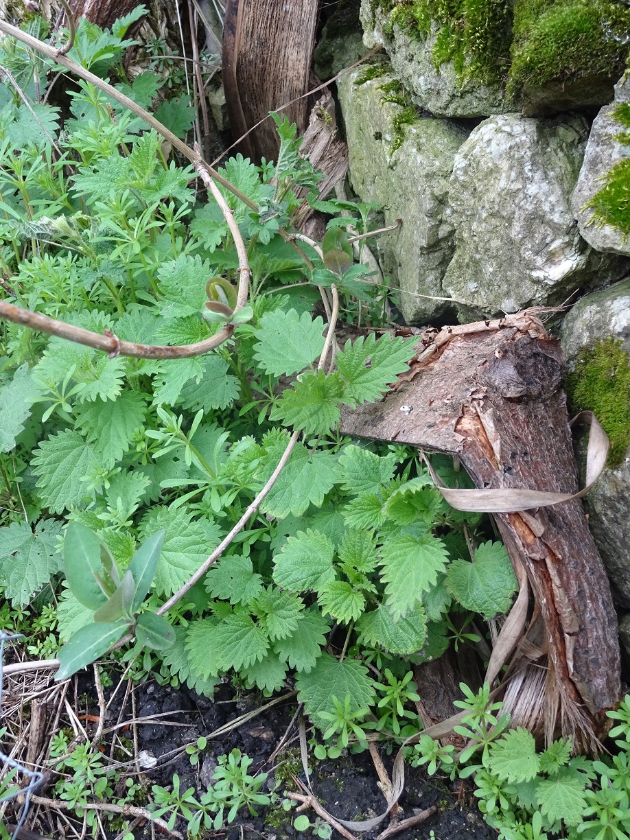 Stinging nettle dye: Capturing that spring green – Woodland Ways Blog ...
