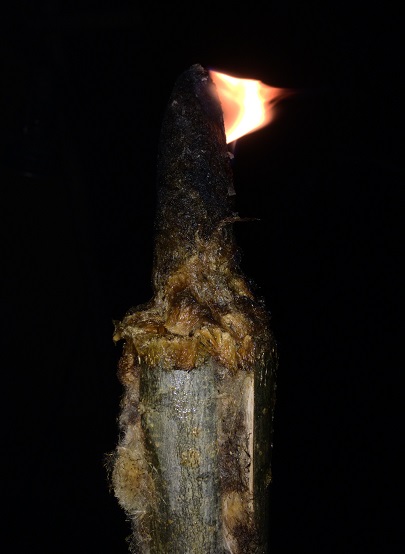 Bushcraft Torches and Lanterns Part 4 – Greater Reedmace and Rag ...