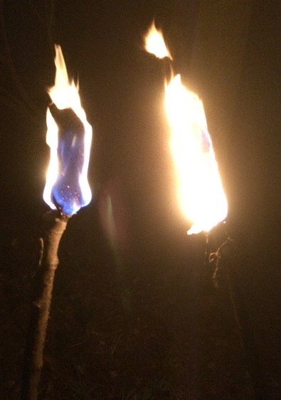 Bushcraft Torches and Lanterns Part 4 – Greater Reedmace and Rag ...