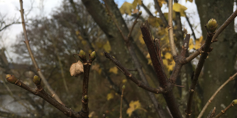 Winter Tree ID Tips – Woodland Ways Blog – Bushcraft and Survival