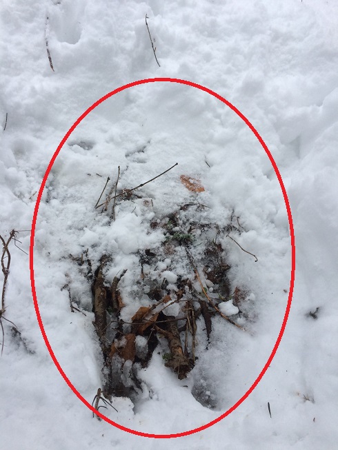 Snow tracks in Croatia – Woodland Ways Blog – Bushcraft and Survival