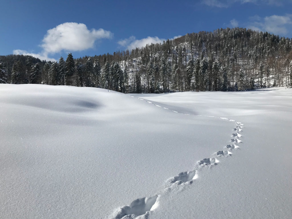 Snow tracks in Croatia – Woodland Ways Blog – Bushcraft and Survival