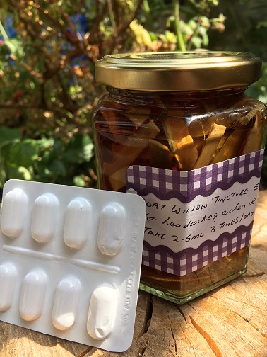 Soothe Your Excesses With A Willow Tincture – Woodland Ways Blog ...
