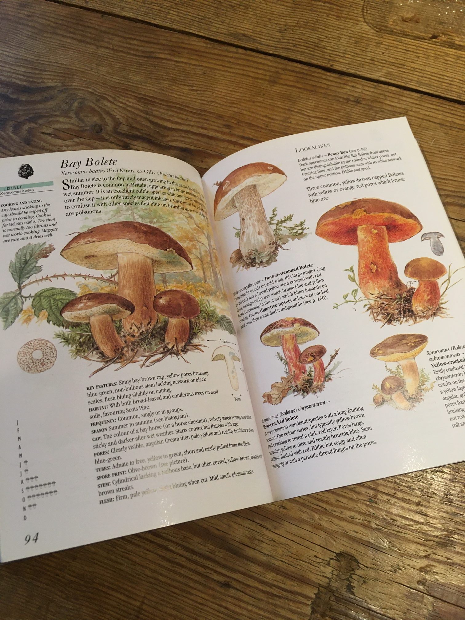 Fungi – Which Book? – Woodland Ways Blog – Bushcraft and Survival