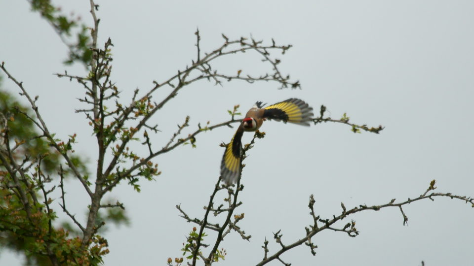 Wildlife photography – Woodland Ways Blog – Bushcraft and Survival