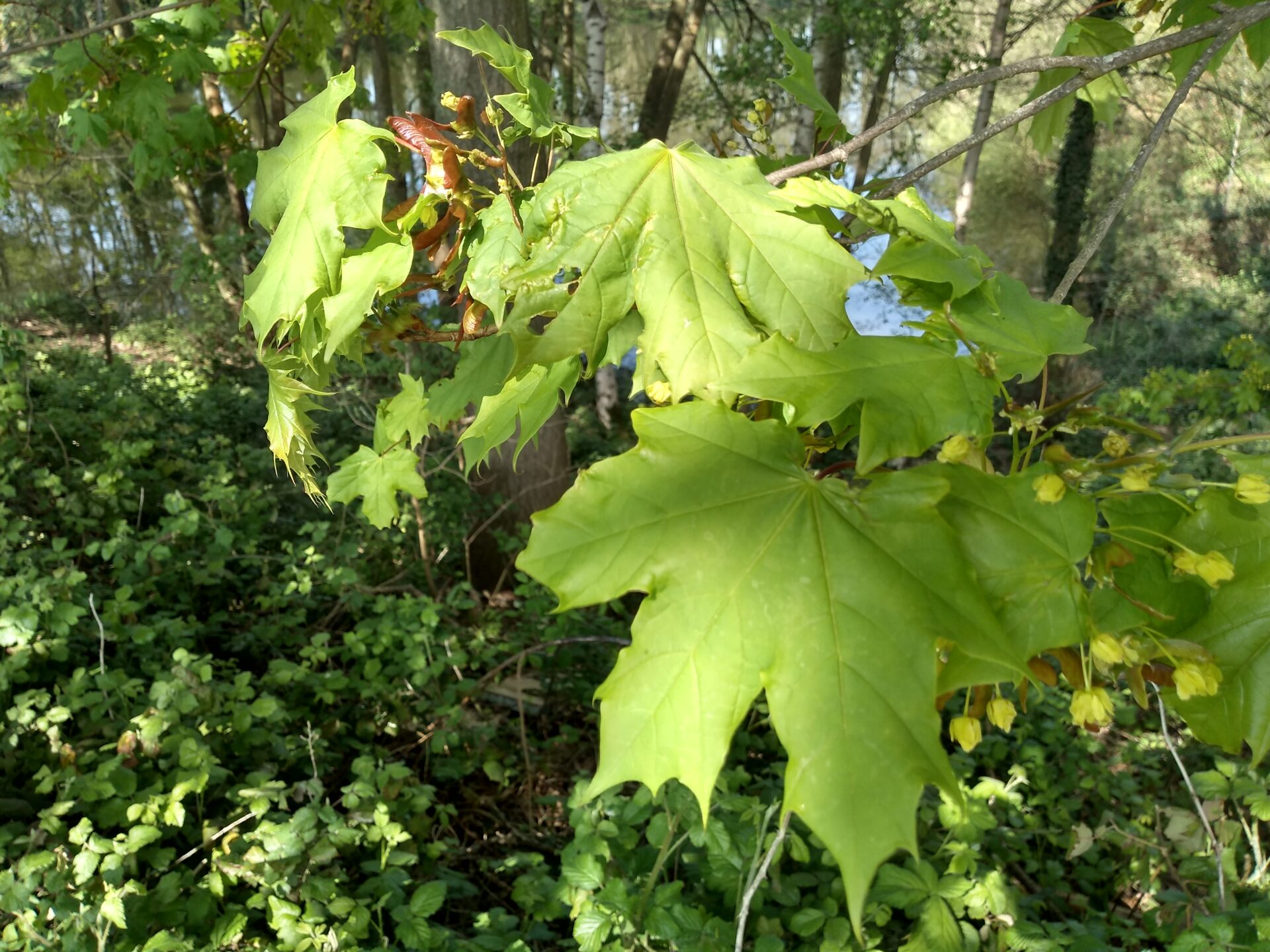 The Maple Family – Woodland Ways Blog – Bushcraft and Survival