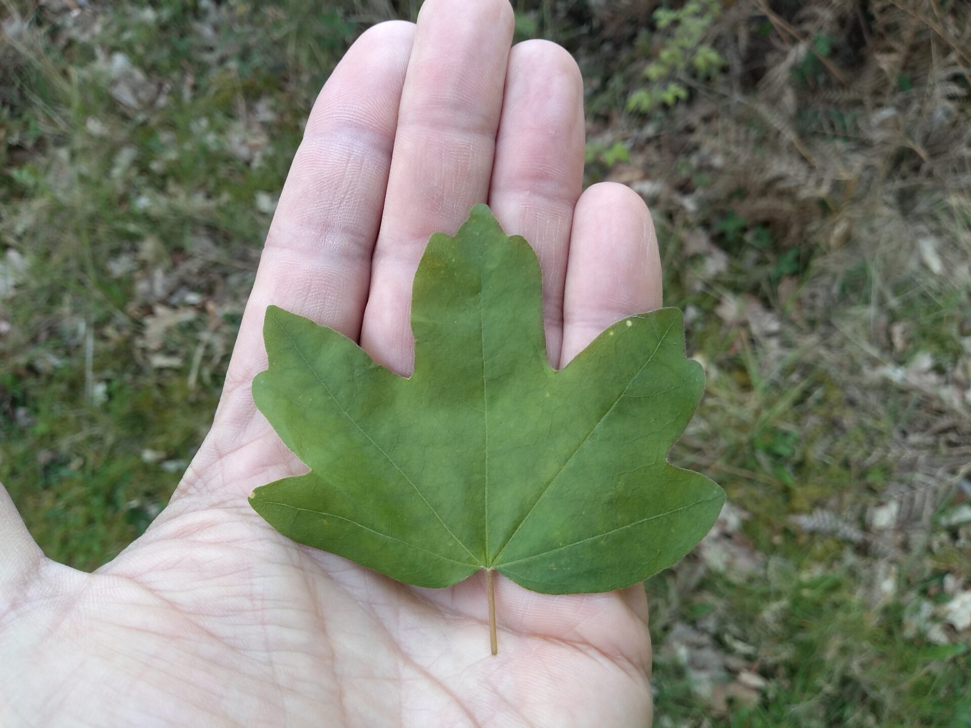 The Maple Family – Woodland Ways Blog – Bushcraft and Survival