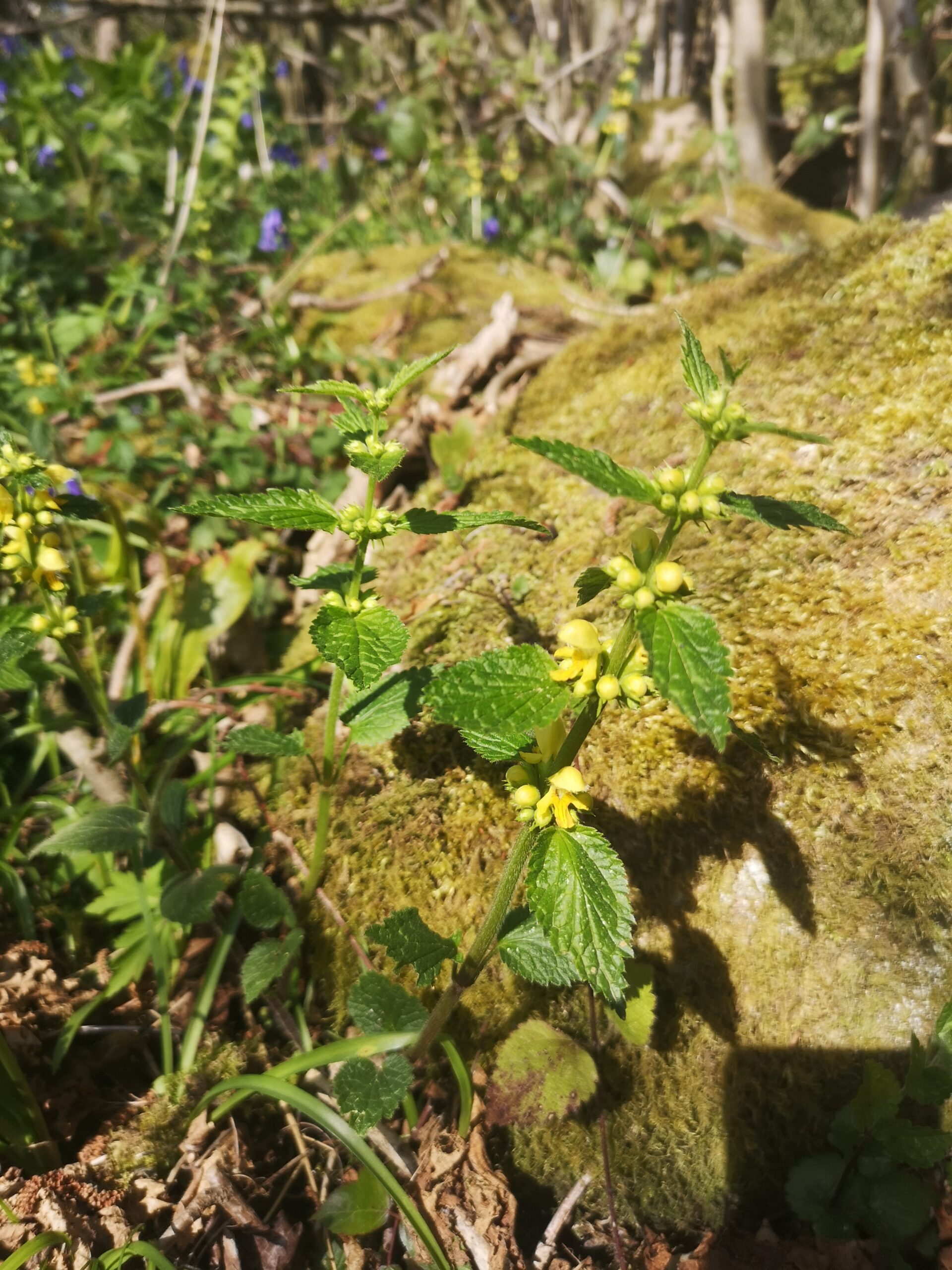 Yellow archangel – Woodland Ways Blog – Bushcraft and Survival