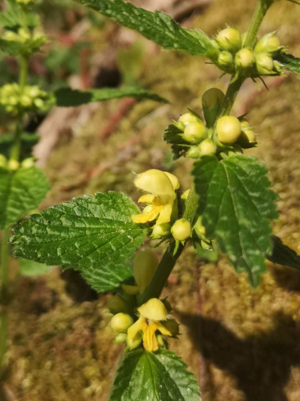 Yellow archangel – Woodland Ways Blog – Bushcraft and Survival