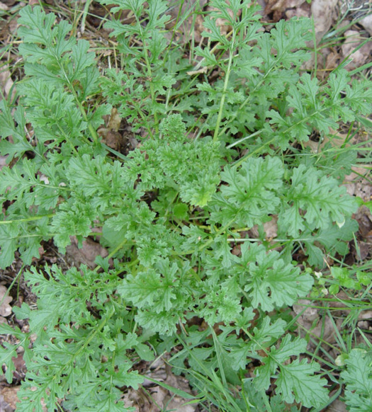 Ragwort (Jacobaea vulgaris, syn. Senecio jacobaea) – Woodland Ways Blog ...