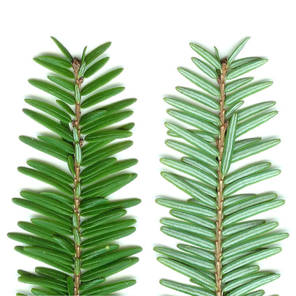 The Hemlock Tree – Woodland Ways Blog – Bushcraft and Survival