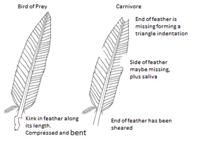 Track and Sign Training & Assessment – CyberTracking – Woodland Ways ...
