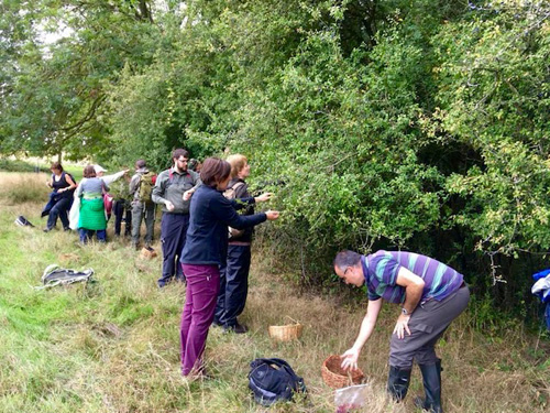 The History of the Hedgerow – Woodland Ways Blog – Bushcraft and Survival