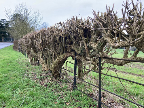 The History of the Hedgerow – Woodland Ways Blog – Bushcraft and Survival
