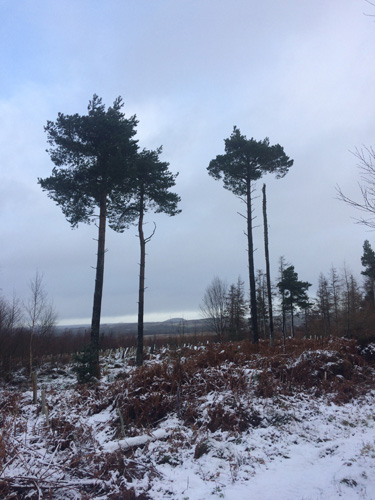 Demystifying Conifer Identification – Woodland Ways Blog – Bushcraft ...