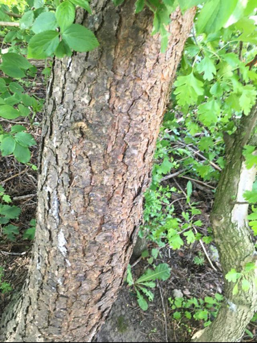 Demystifying Conifer Identification – Woodland Ways Blog – Bushcraft ...