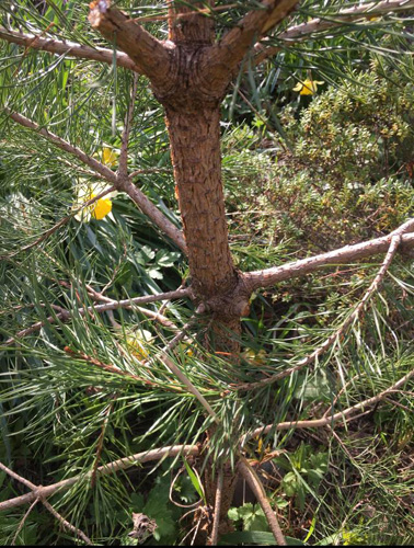 Demystifying Conifer Identification – Woodland Ways Blog – Bushcraft ...