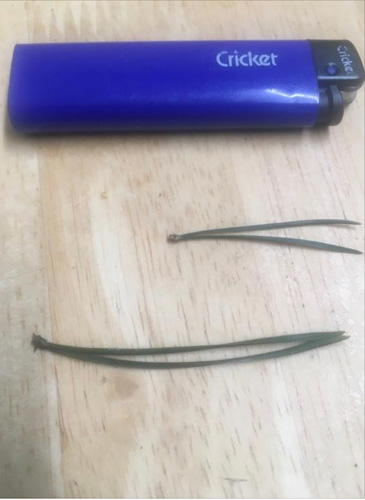 Demystifying Conifer Identification – Woodland Ways Blog – Bushcraft ...