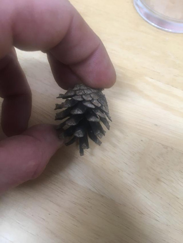 Demystifying Conifer Identification – Woodland Ways Blog – Bushcraft ...