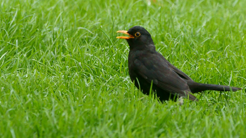 The Secrets of Bird Language – Woodland Ways Blog – Bushcraft and Survival
