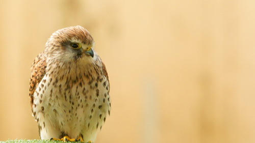 The Secrets of Bird Language – Woodland Ways Blog – Bushcraft and Survival