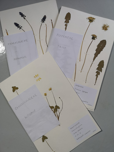 Starting your own herbarium – Woodland Ways Blog – Bushcraft and Survival