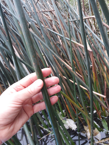 Rushing in! – Woodland Ways Blog – Bushcraft and Survival