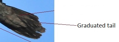 How to identify which “Black” bird it is! – Woodland Ways Blog ...