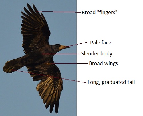 How to identify which “Black” bird it is! – Woodland Ways Blog ...