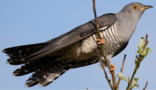 Cuckoo, Cuculus canorus – Woodland Ways Blog – Bushcraft and Survival